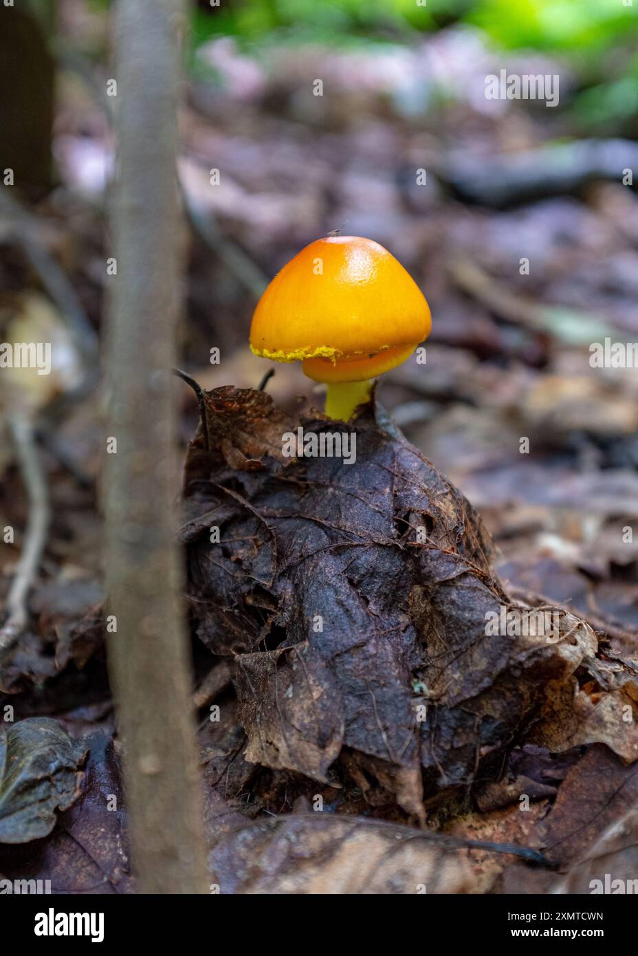 One small shiny yellow mushroom on a forest floor in Canada, taken in ...