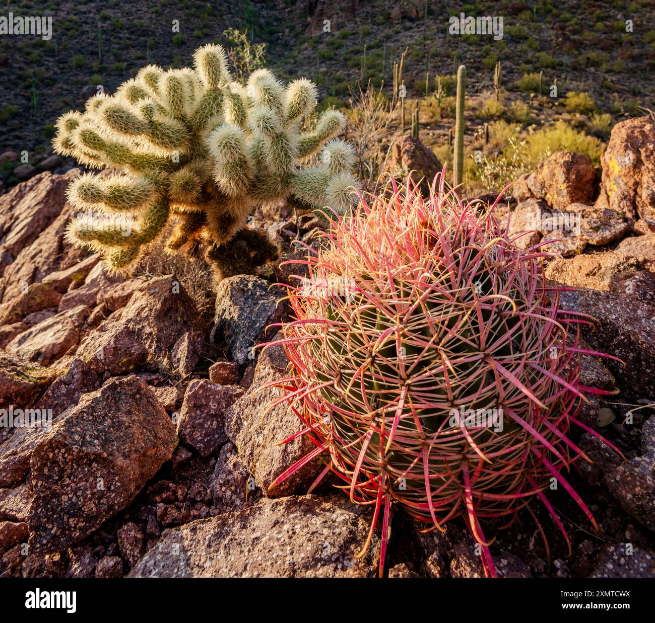 Cacti of Sonoran Desert Stock Photo - Alamy