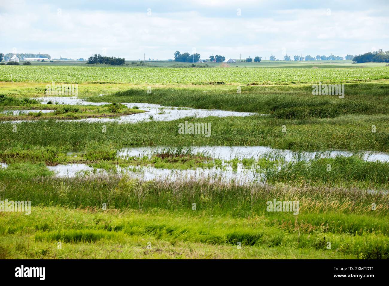 Iowa wetland landscape with natural ponds and tall grass Stock Photo ...