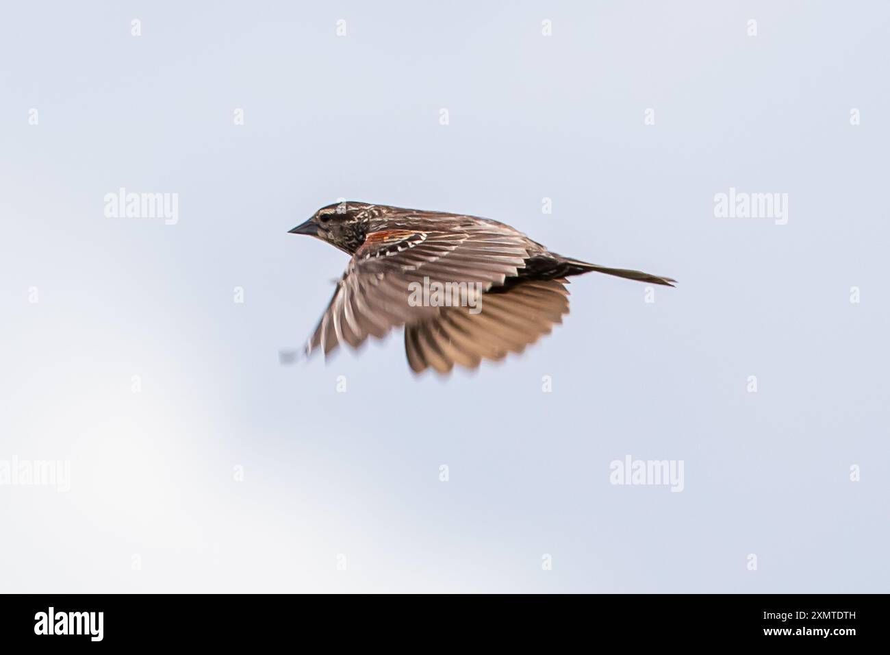 Blackbird flying isolated hi-res stock photography and images - Alamy