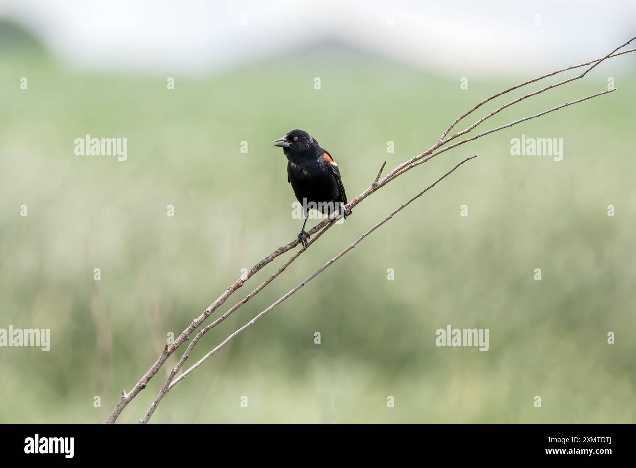 Front view of a male redwinged blackbird sitting on a tree branch ...