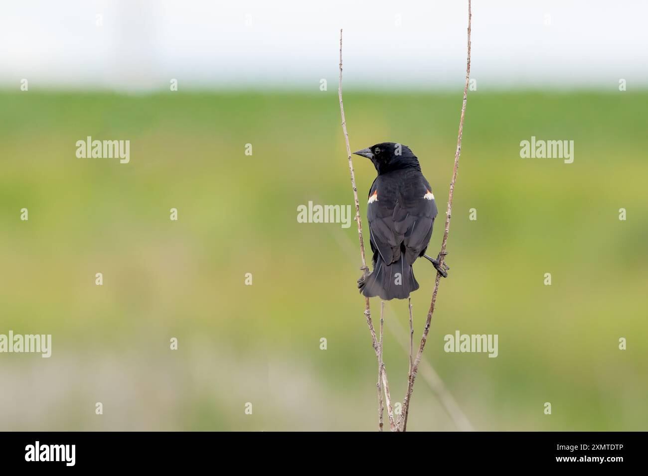 Back of a male redwinged blackbird perched between two branches ...