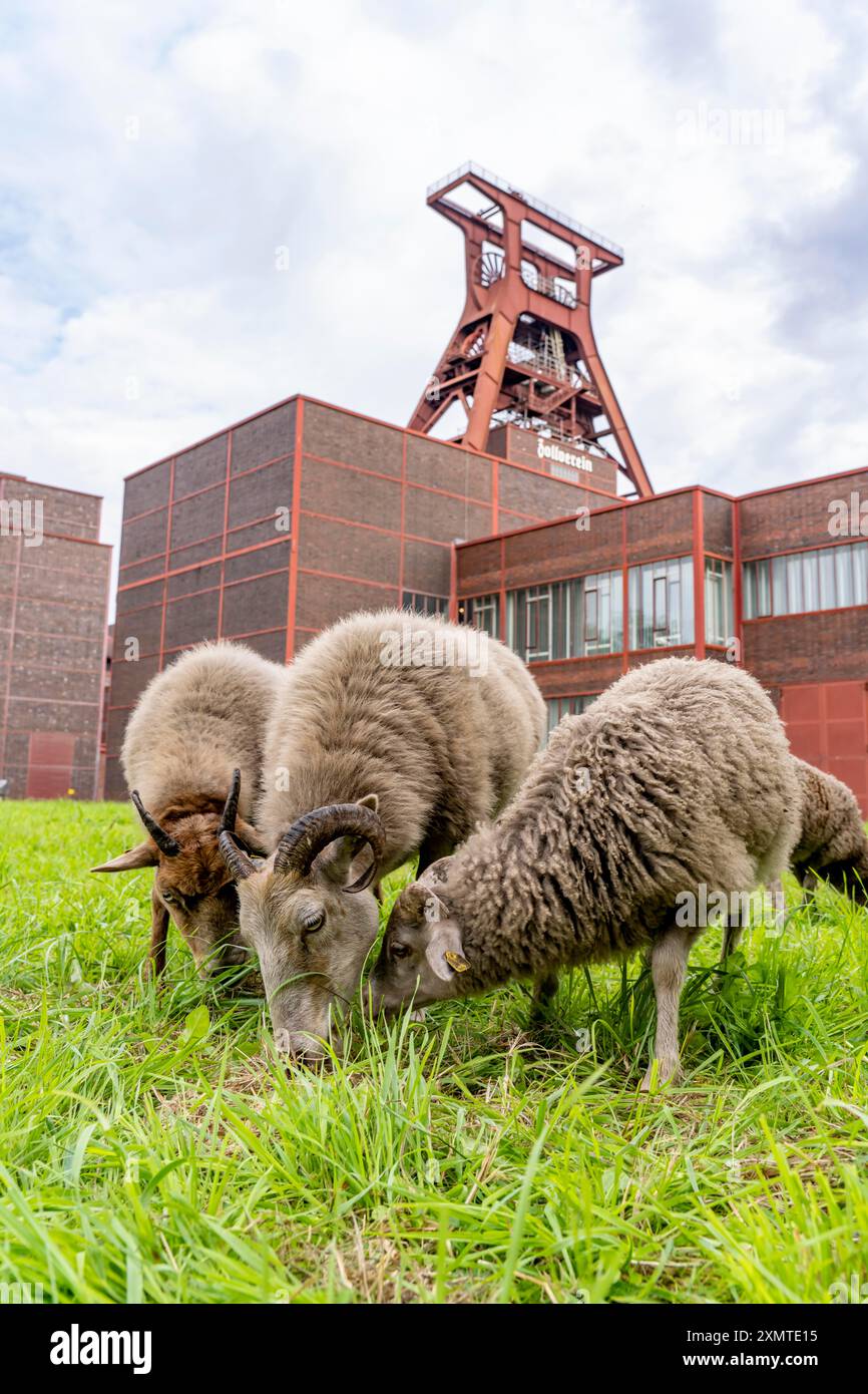 Sheep at the Zollverein Coal Mine Industrial Complex for the first time ...
