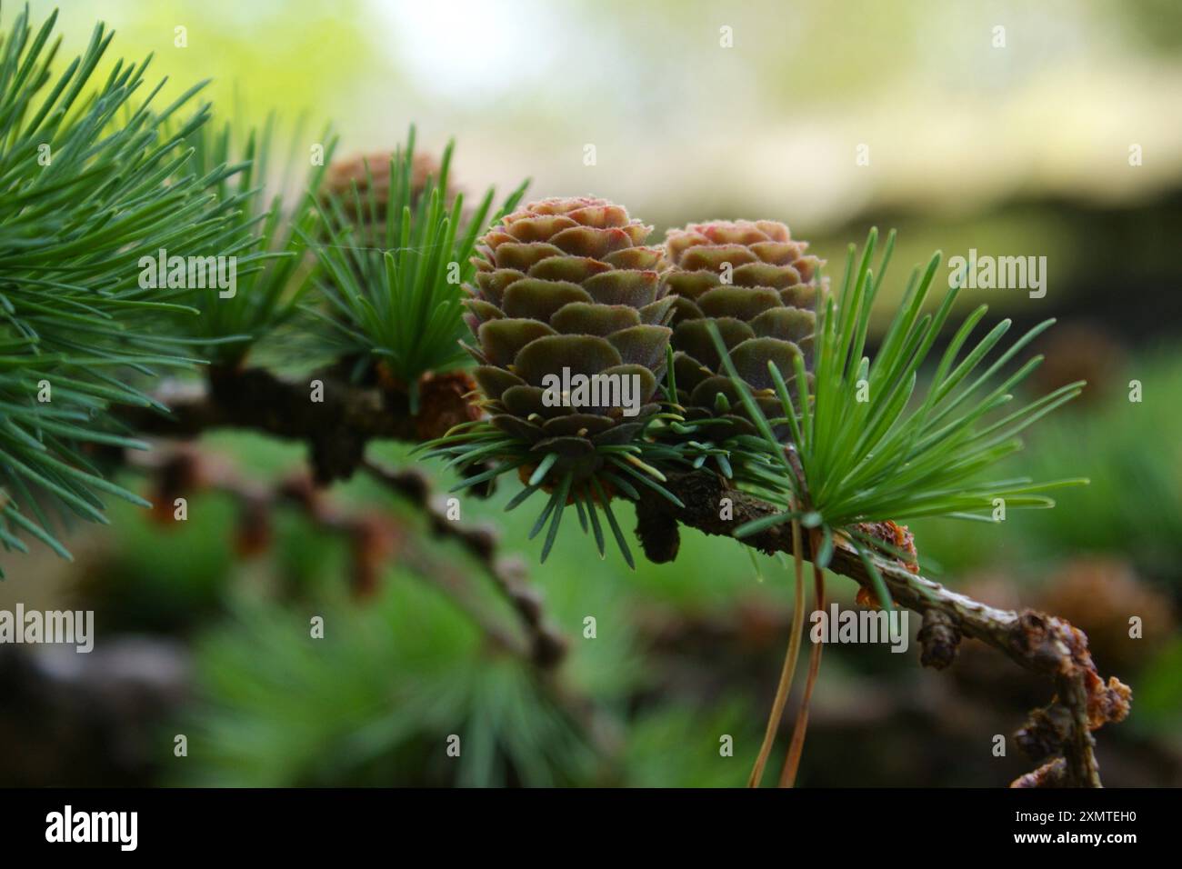 Close up pine tree cones hi-res stock photography and images - Alamy