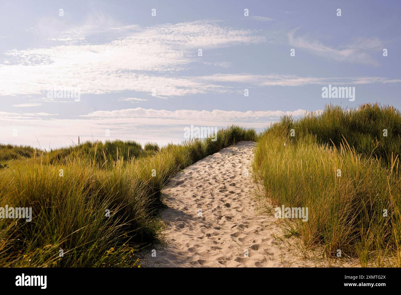Borkum, Deutschland. 19th July, 2024. Path in the dunes on Borkum || Model release available ...