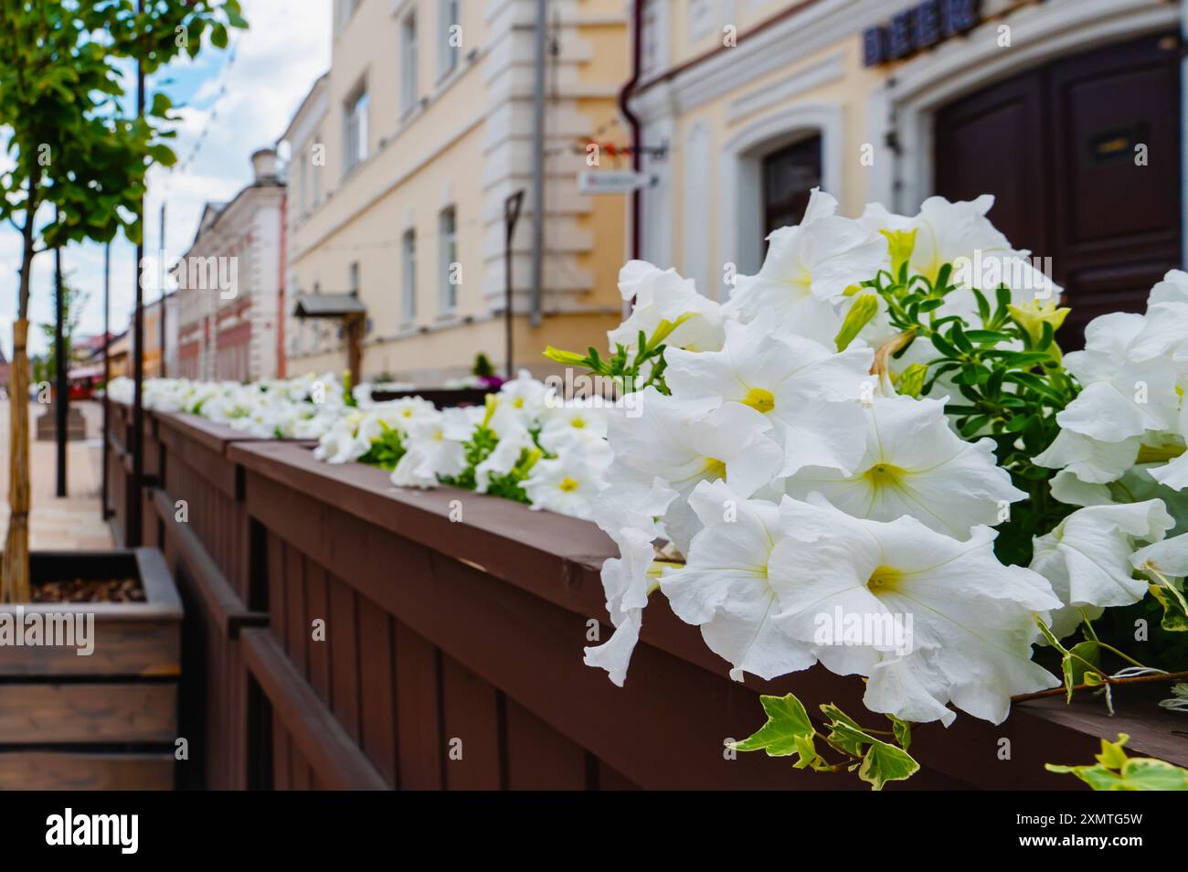 Tula, Russia - July 23, 2024: White petunia flowers on Metallistov ...