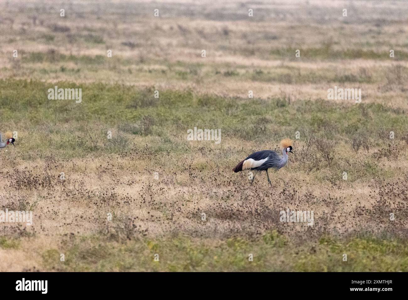 African crested cranes hi-res stock photography and images - Alamy