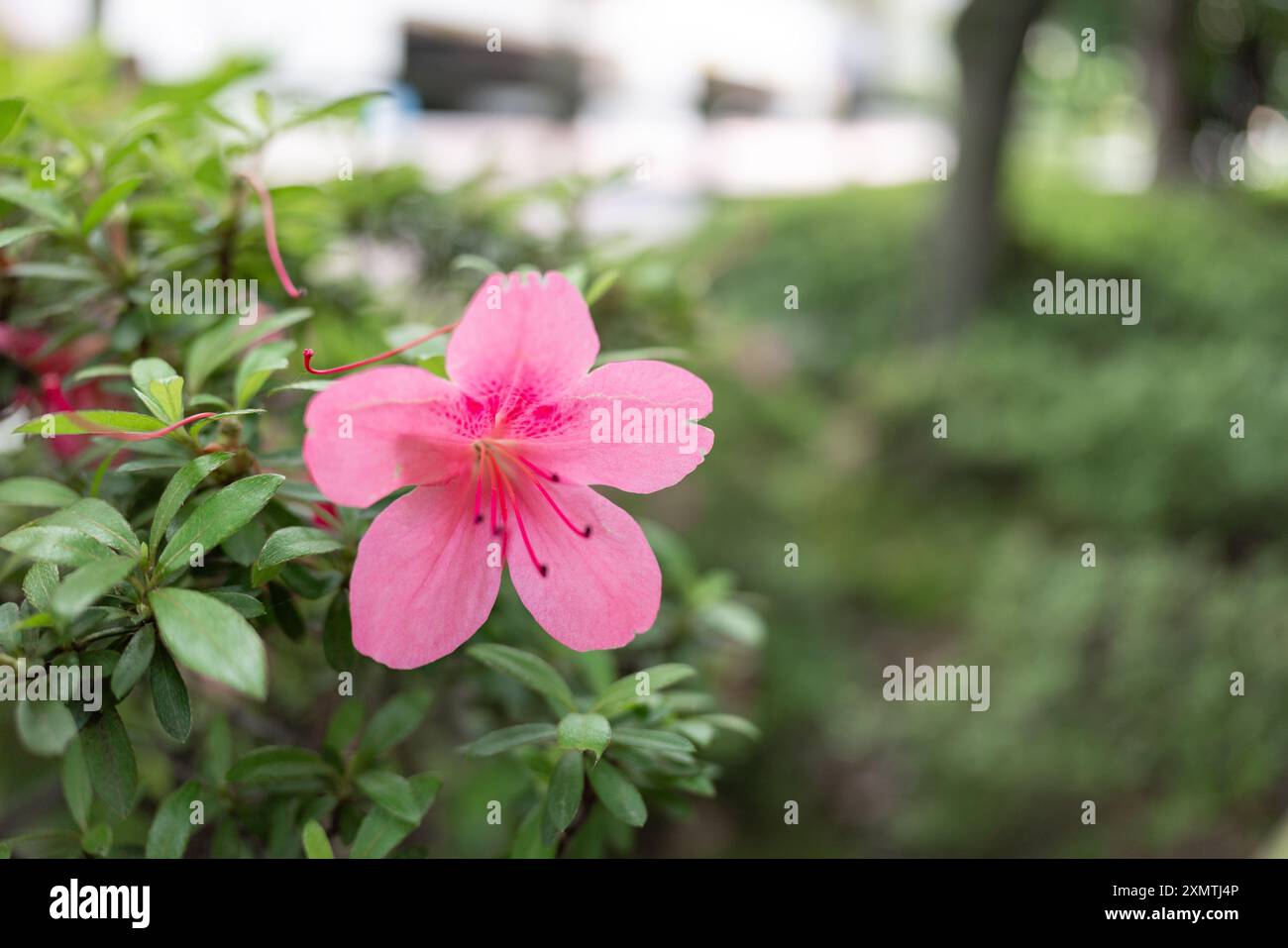 Rhododendron Simsii Flower is Growing in Japan Stock Photo - Alamy