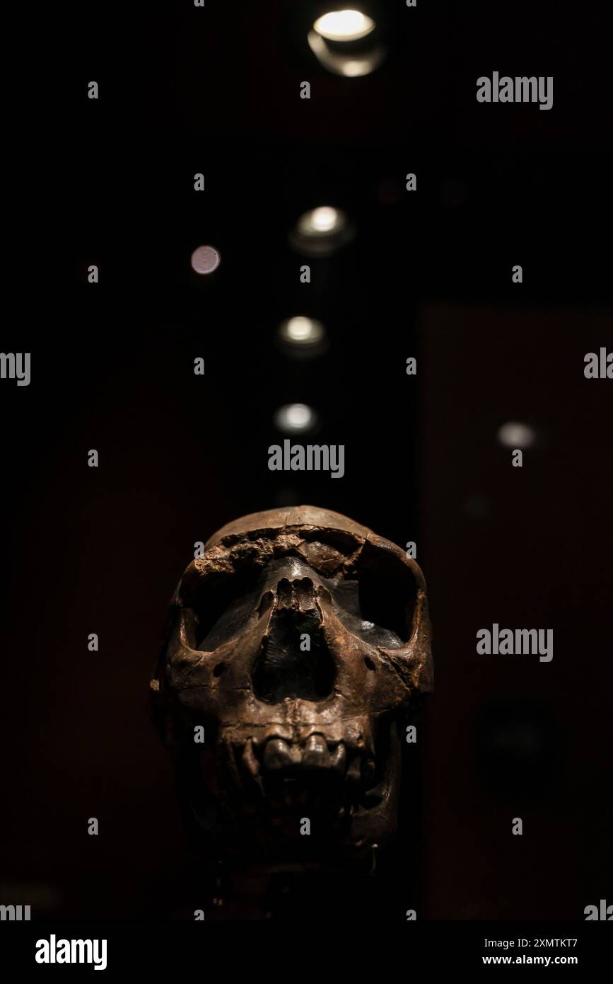 Caveman, Neanderthal, Primate, Homo Habilis, Homo Rudolfensis, Homo ...