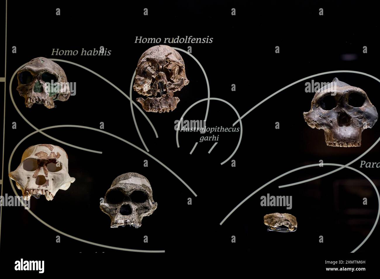 Caveman, Neanderthal, Primate, Homo Habilis, Homo Rudolfensis, Homo ...