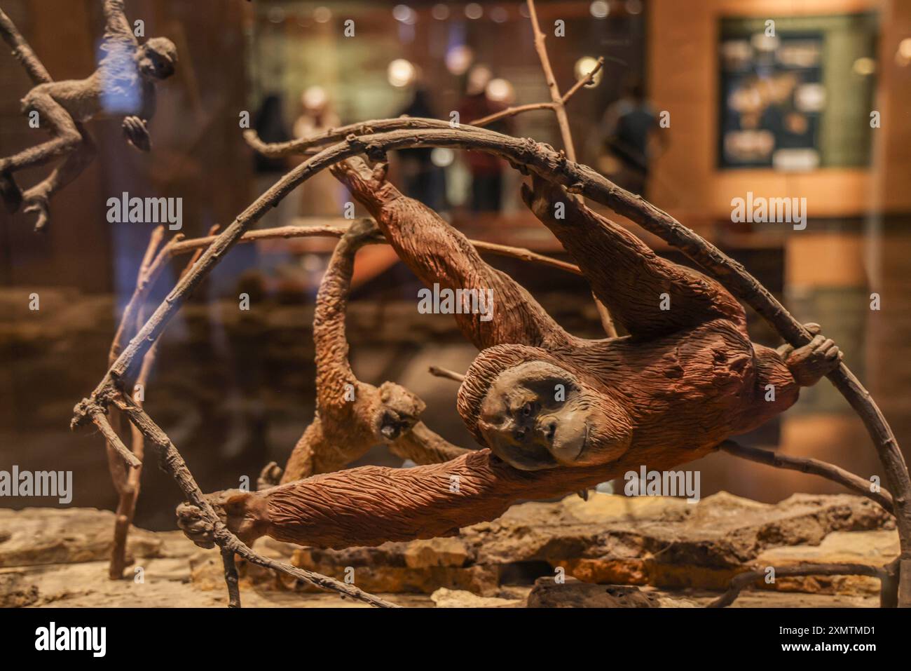 Caveman, Neanderthal, Primate, Homo Habilis, Homo Rudolfensis, Homo ...