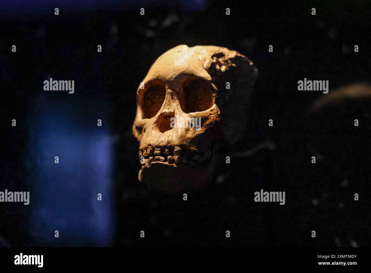 Caveman, Neanderthal, Primate, Homo Habilis, Homo Rudolfensis, Homo ...