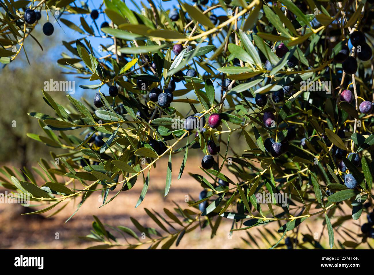 Olive tree branches on sky background Stock Photo - Alamy