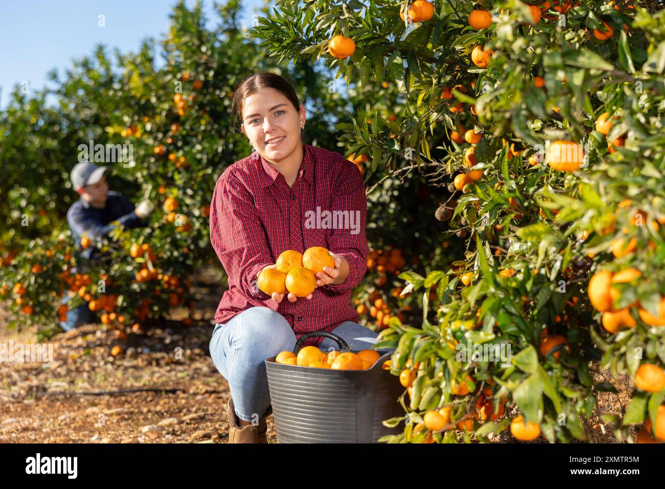 Happy female farmer near branches of tangerine tree with mandarins ...