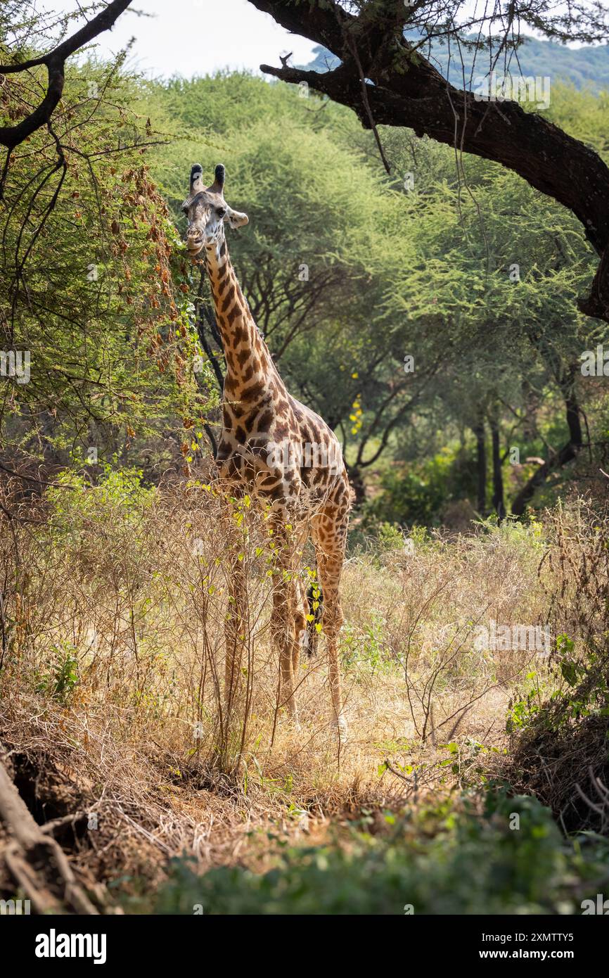 Lake Manyara National Park, Tanzania, Africa Stock Photo - Alamy