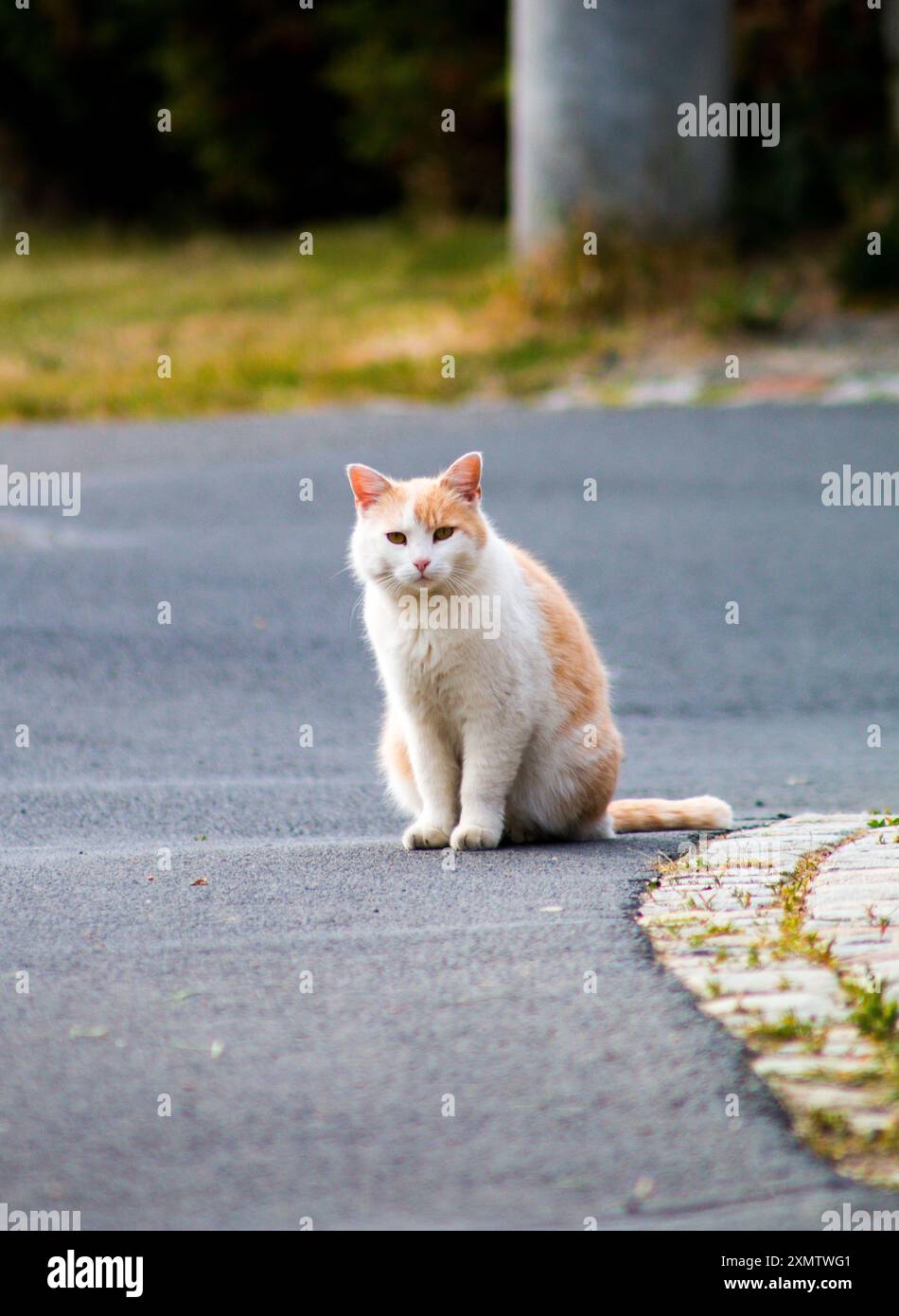 Fluffy cat sitting on road hi-res stock photography and images - Alamy