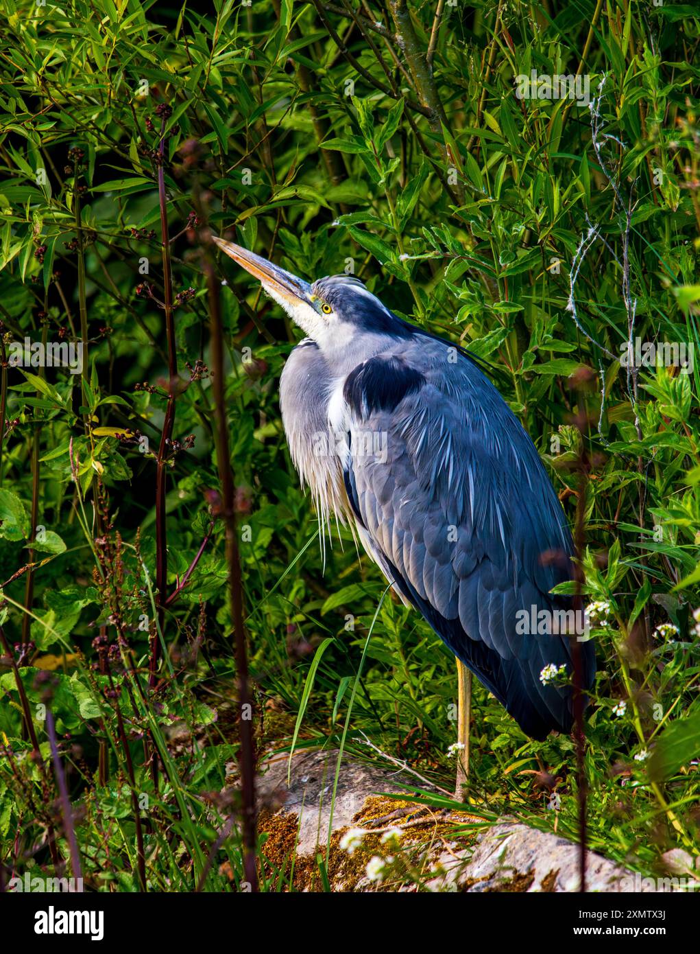 Heron coast ireland hi-res stock photography and images - Alamy