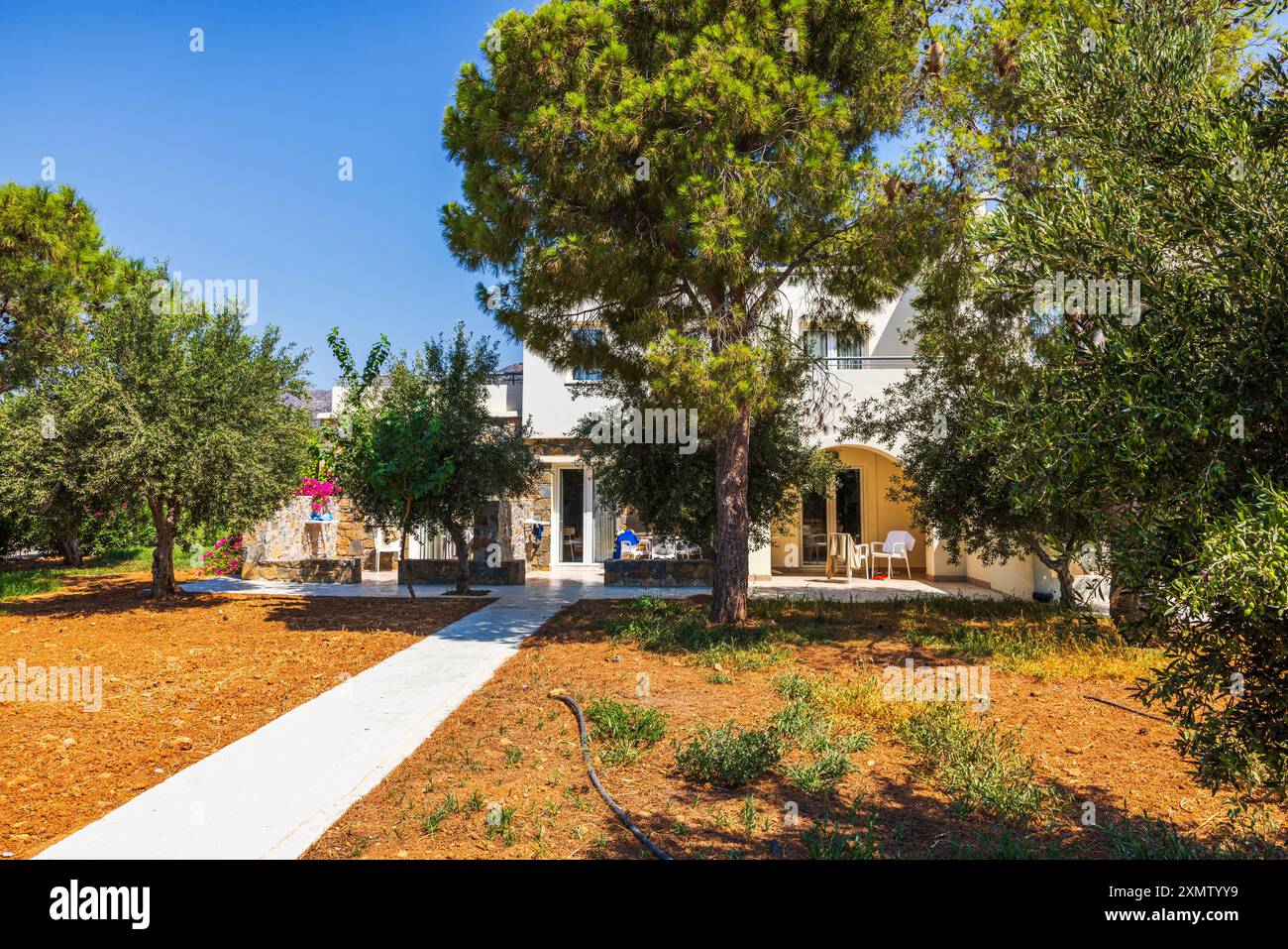 Beautiful garden view with mountain pines and olive trees, and two ...