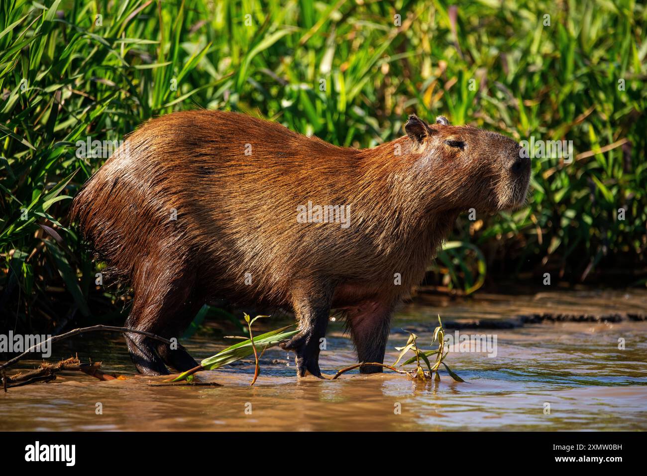Capybara, the biggest rodent in the world in the Caxiri River, Pantanal ...