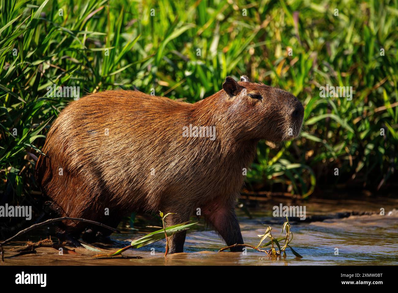 Capybara, the biggest rodent in the world in the Caxiri River, Pantanal ...