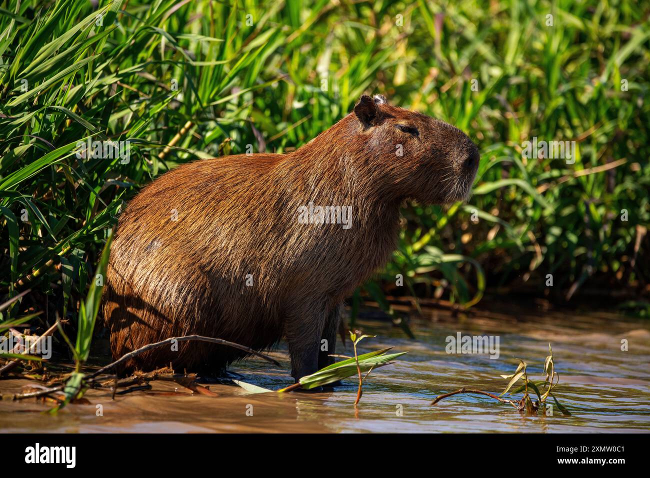 Capybara, the biggest rodent in the world in the Caxiri River, Pantanal ...