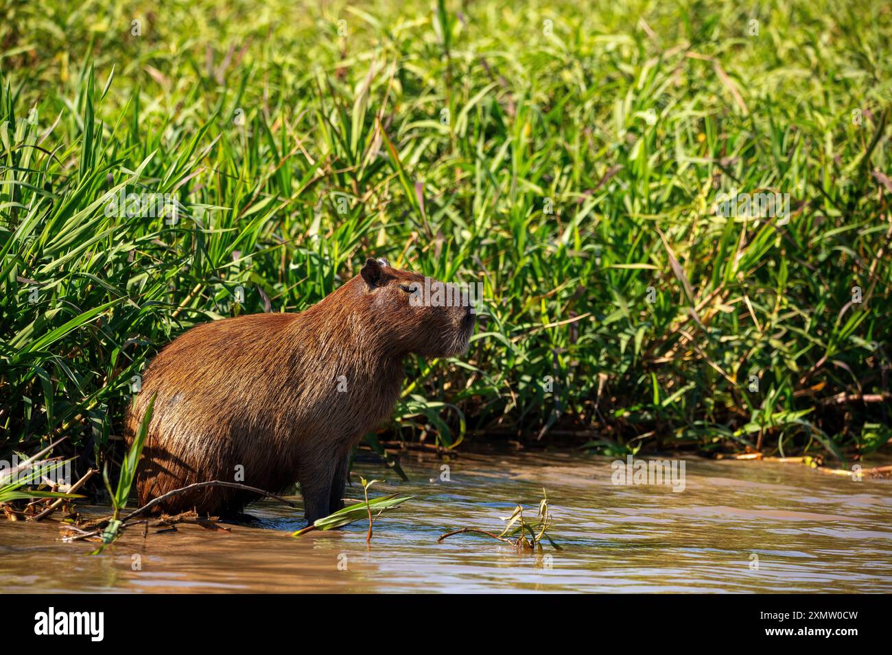 Capybara, the biggest rodent in the world in the Caxiri River, Pantanal ...