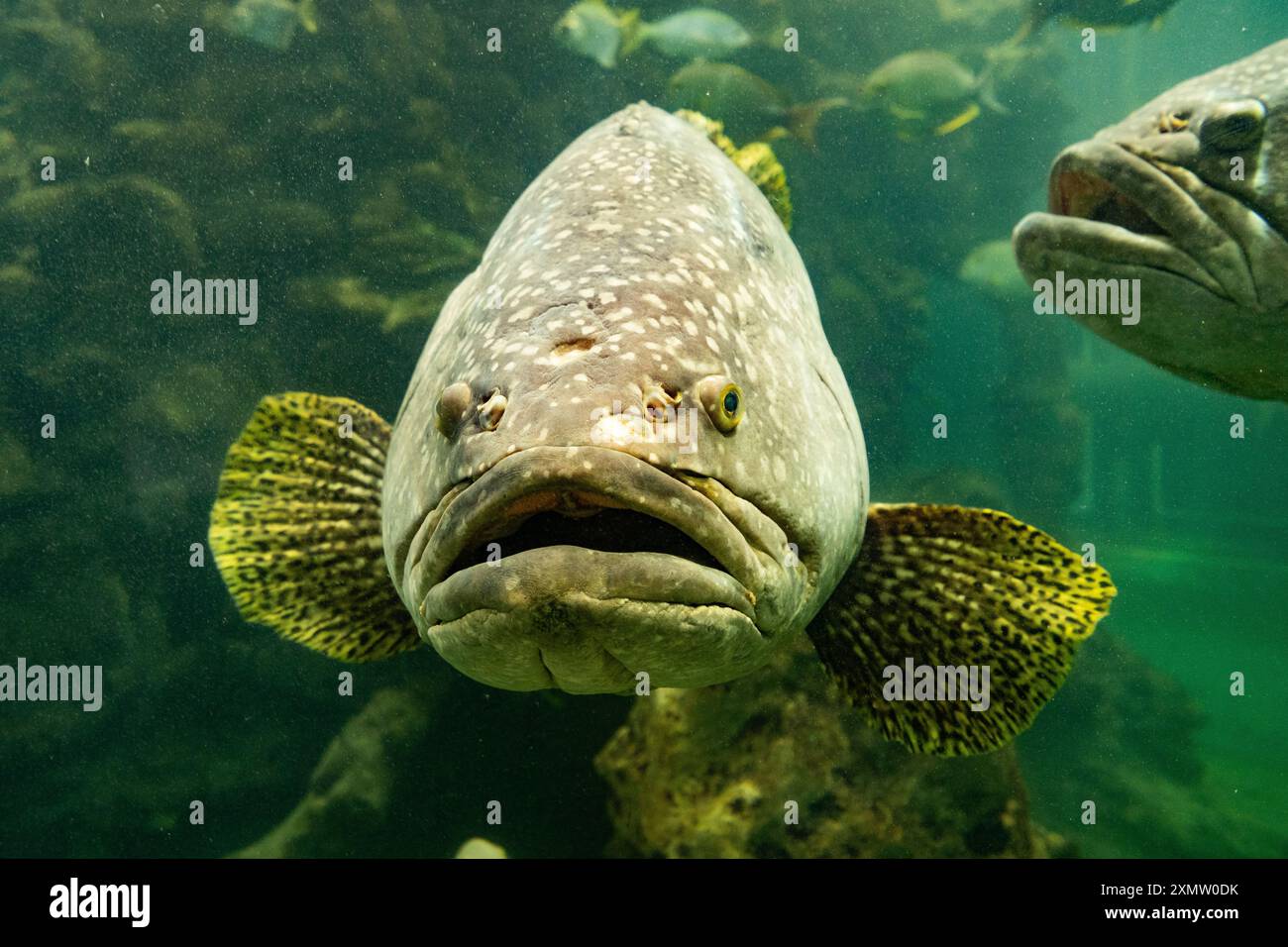 The Giant grouper fish in aquarium Stock Photo - Alamy