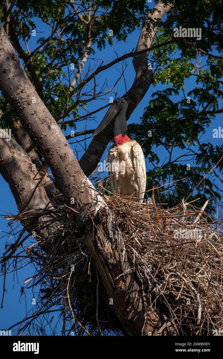 Tuiuiu is the bird considered the symbol of Pantanal of Mato Grosso ...