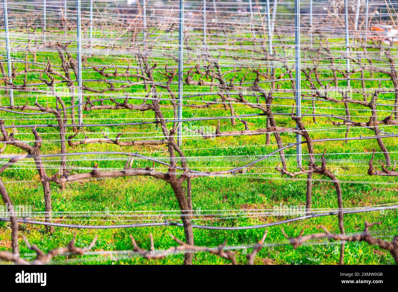 Various stages of grass growth hi-res stock photography and images - Alamy