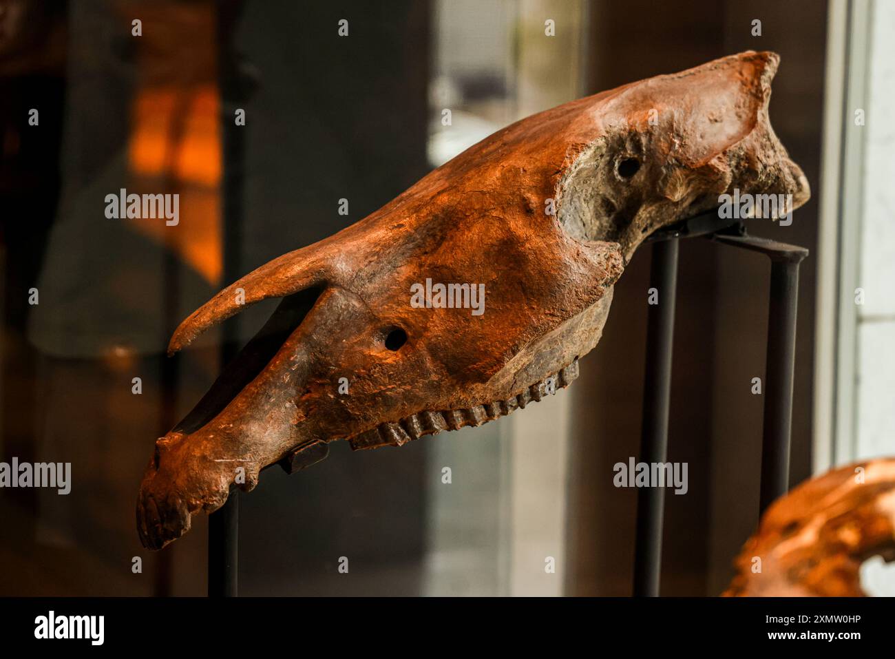 Caveman, Neanderthal, Primate, Homo Mammuthus, mammoth, Elephantidae ...
