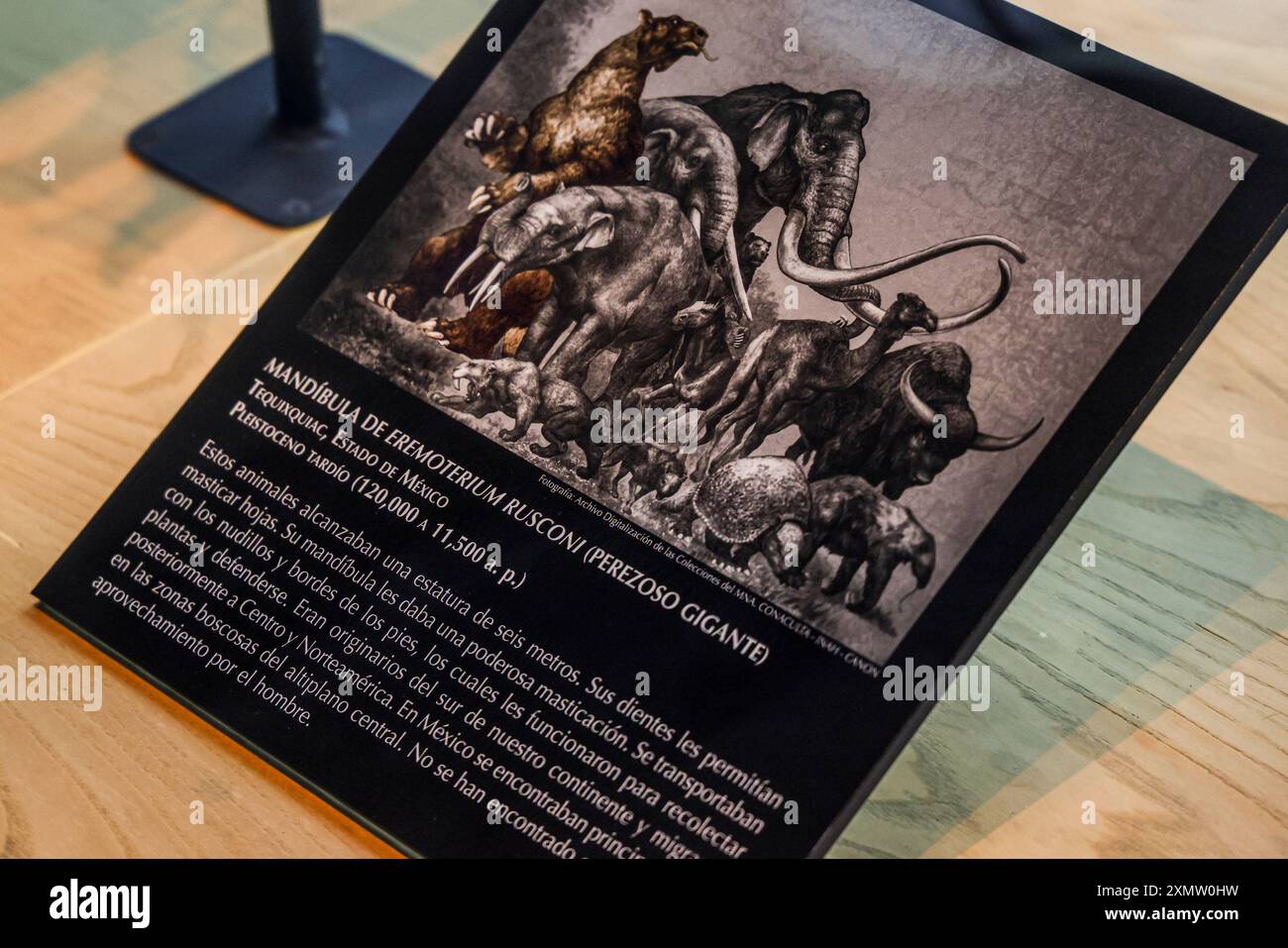 Hombre neandertal hi-res stock photography and images - Alamy