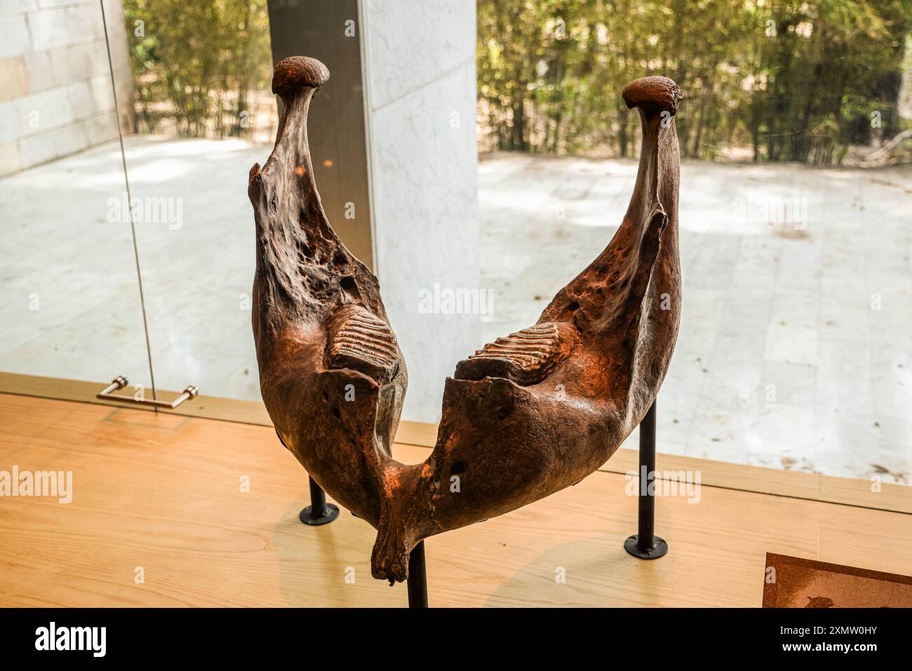 Hombre neandertal hi-res stock photography and images - Alamy