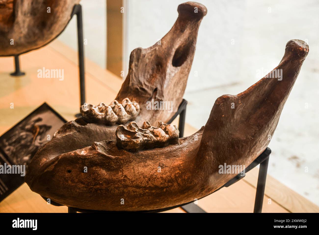Caveman, Neanderthal, Primate, Homo Mammuthus, mammoth, Elephantidae ...