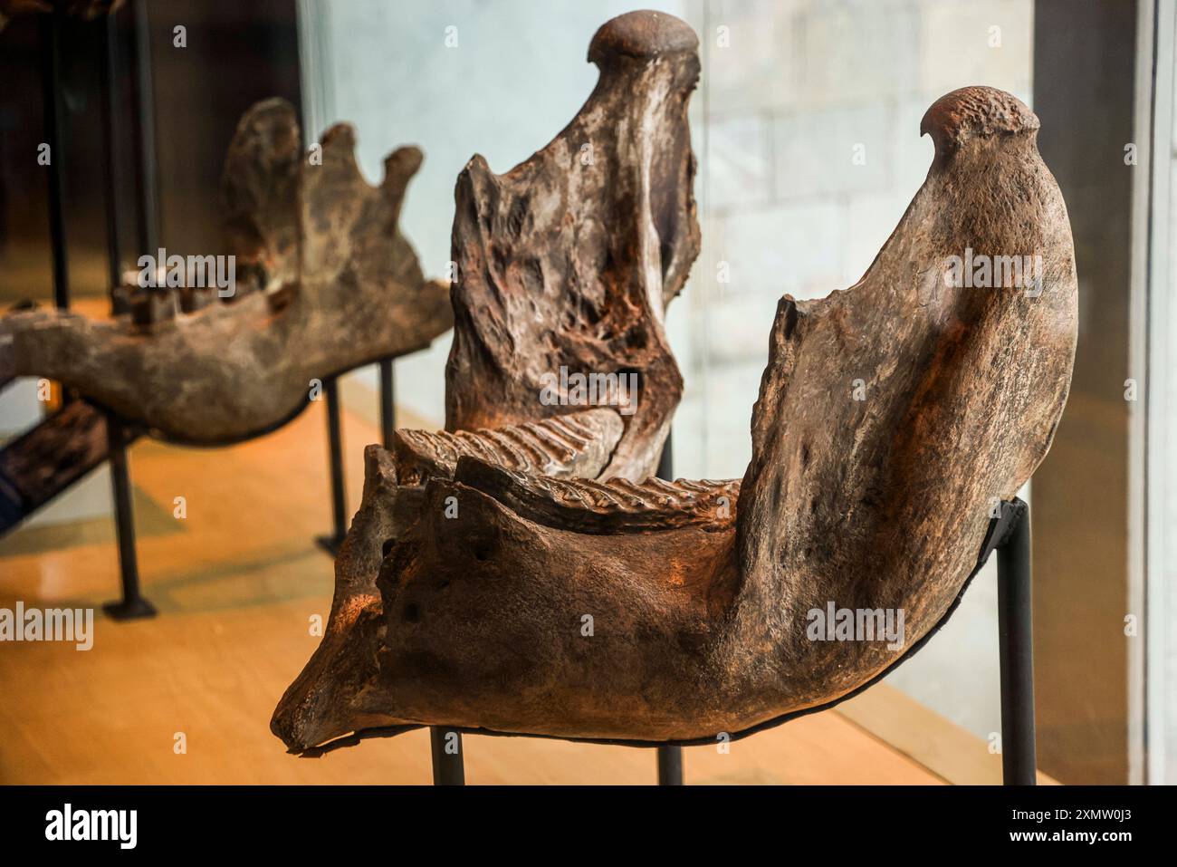 Caveman, Neanderthal, Primate, Homo Mammuthus, mammoth, Elephantidae ...