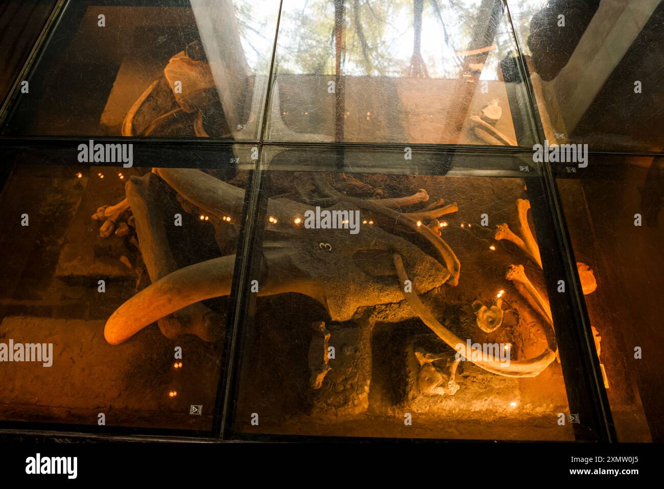 Caveman, Neanderthal, Primate, Homo Mammuthus, mammoth, Elephantidae ...