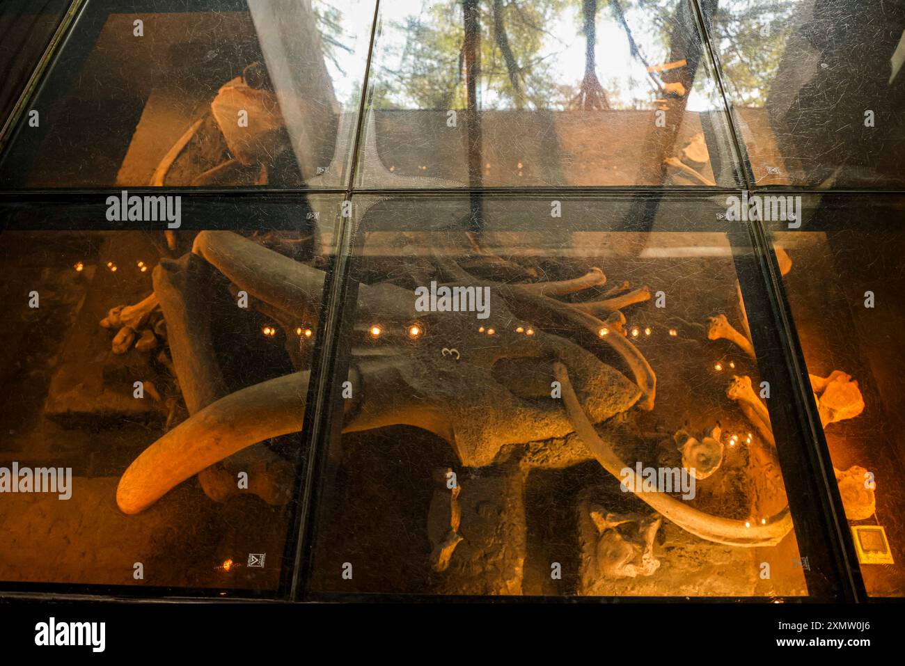 Caveman, Neanderthal, Primate, Homo Mammuthus, mammoth, Elephantidae ...