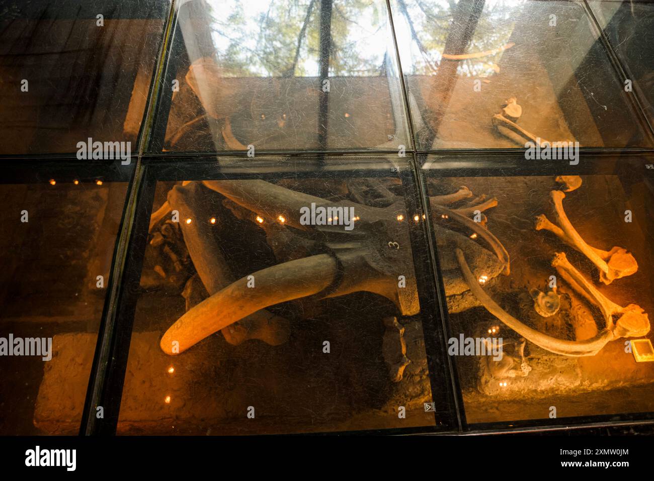Caveman, Neanderthal, Primate, Homo Mammuthus, mammoth, Elephantidae ...