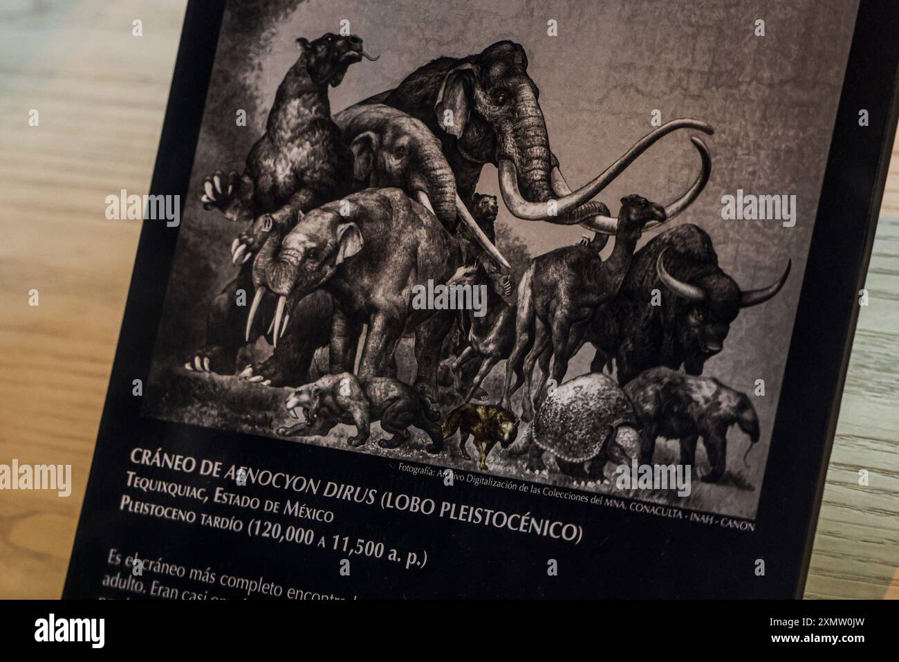 Caveman, Neanderthal, Primate, Homo Mammuthus, mammoth, Elephantidae ...