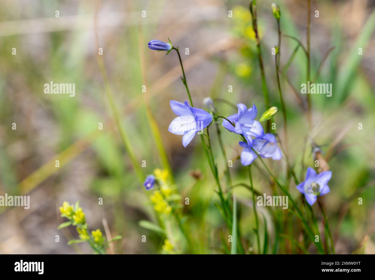 Delicate common harebell (Campanula rotundifolia) flowers display their ...