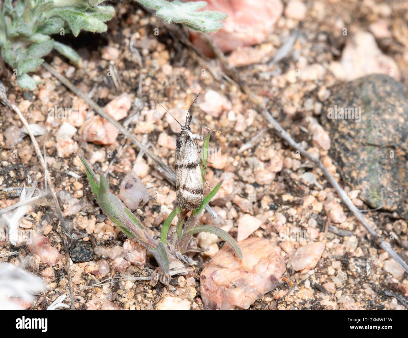 A knot horn moth; scientifically known as Sarata caudellella; resting ...