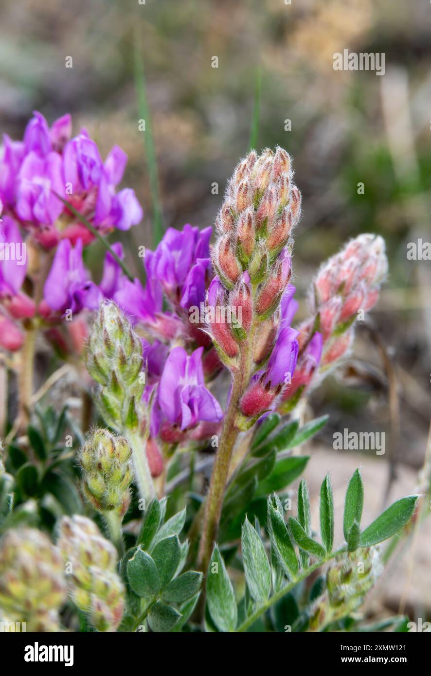 Beautiful clusters of Lambert's Locoweed (Oxytropis lambertii) display ...