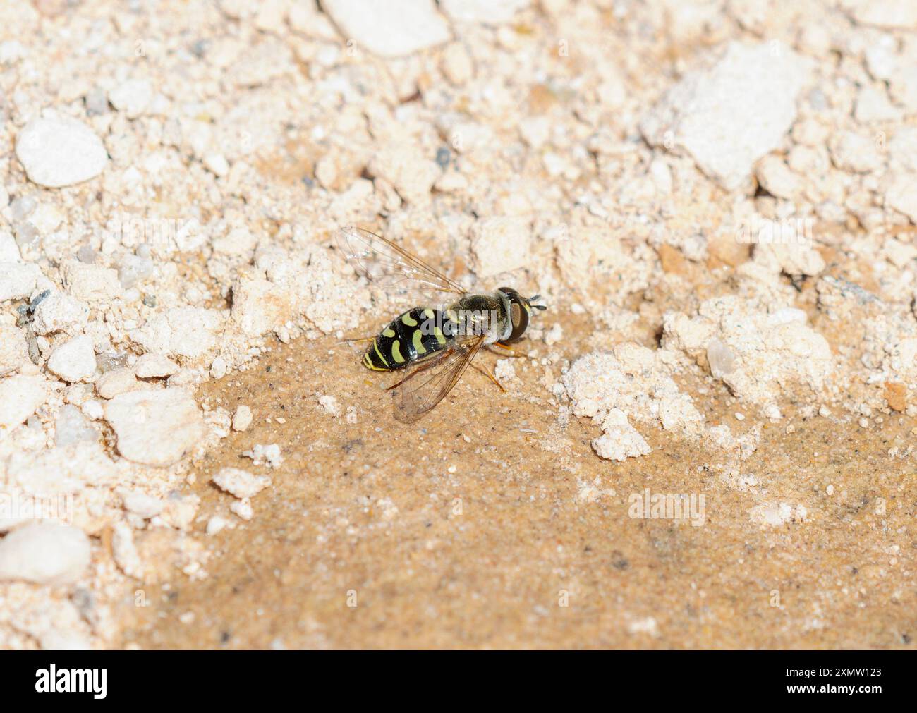 Displays distinct markings hi-res stock photography and images - Alamy