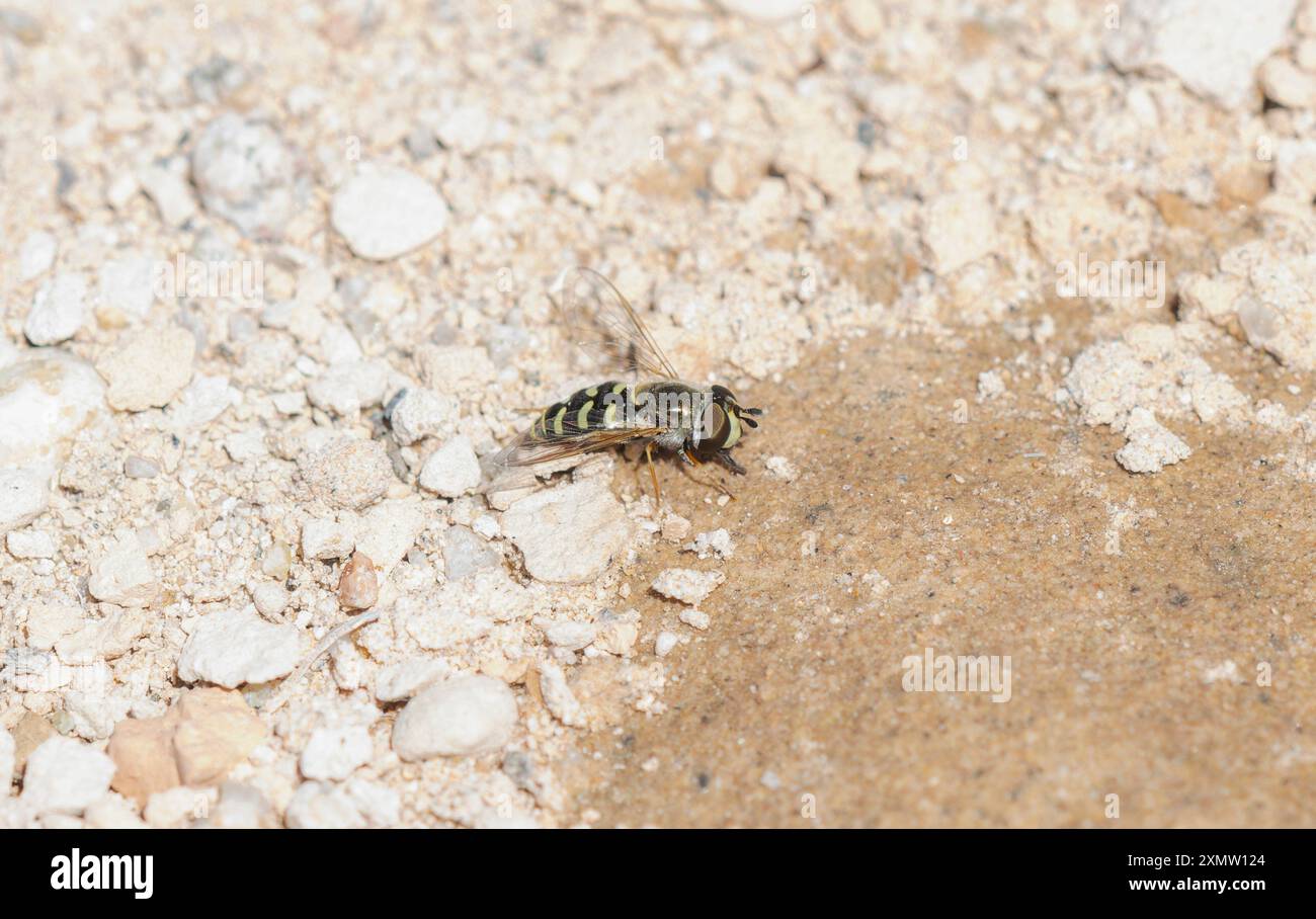 The large tailed aphideater; known as Eupeodes volucris; is spotted on ...