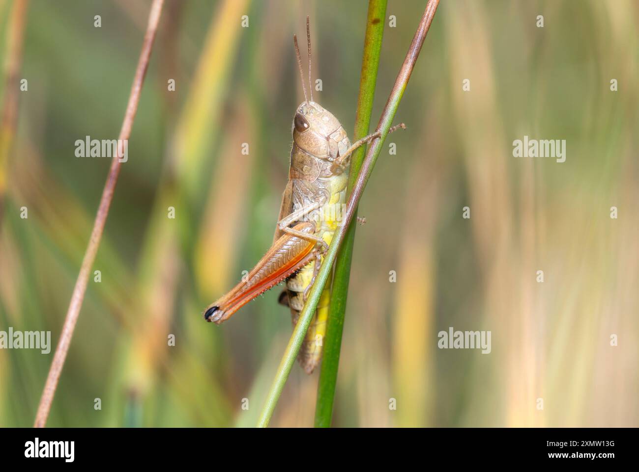 Slender creature displays hi-res stock photography and images - Alamy