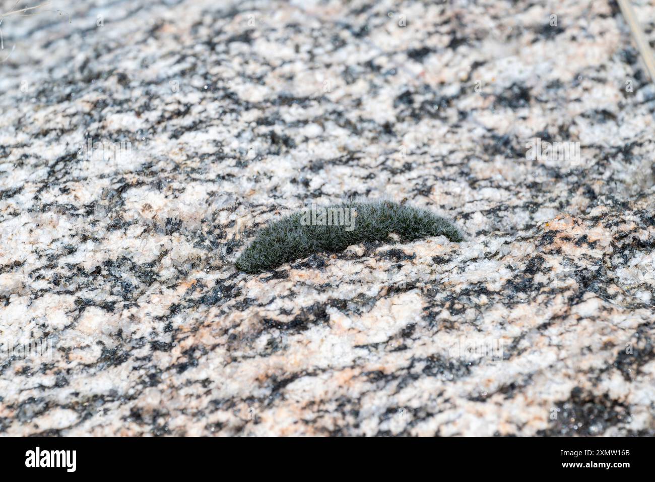 This moss from the Bryophyta phylum is thriving on a granite surface in ...