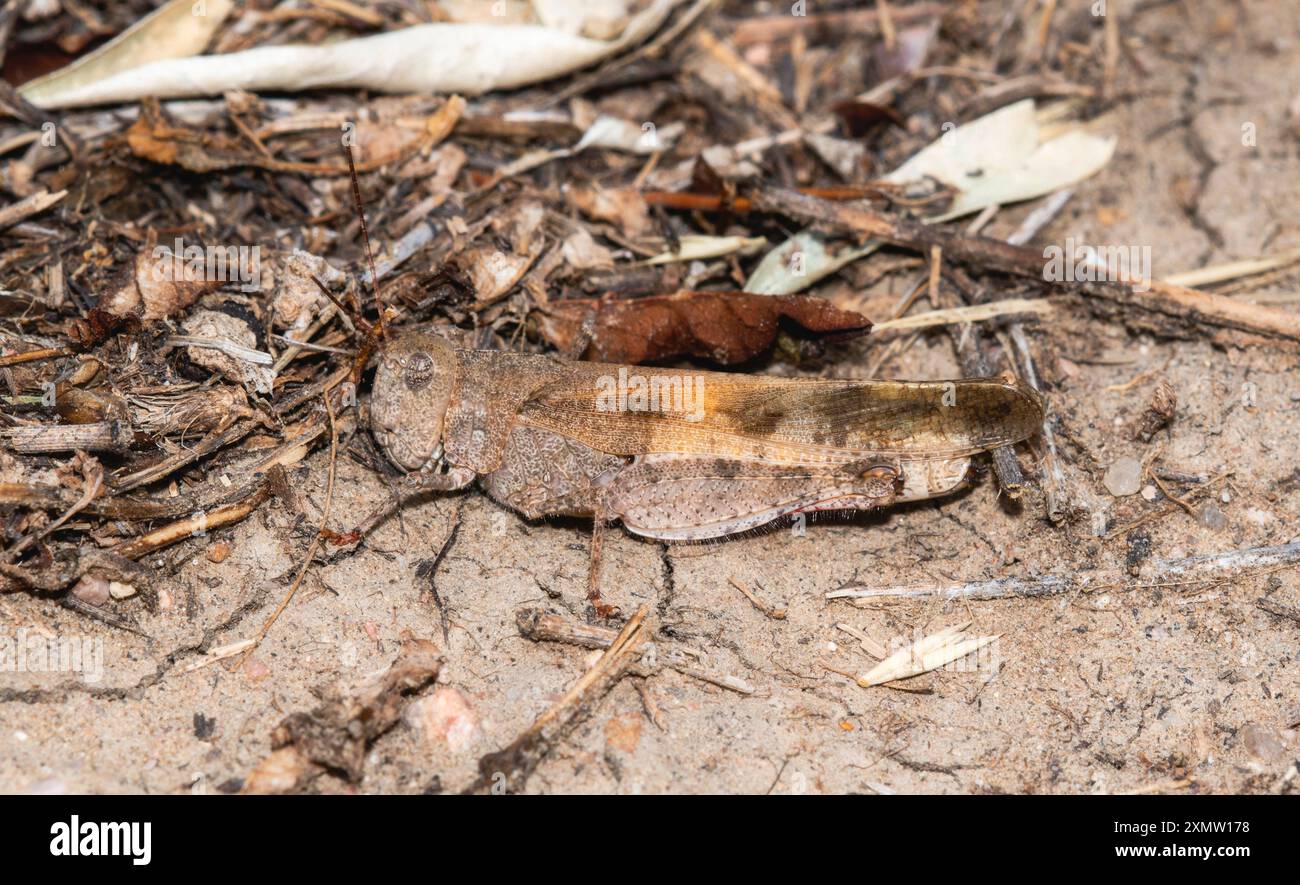A mottled sand grasshopper (Spharagemon collare) is resting quietly on ...