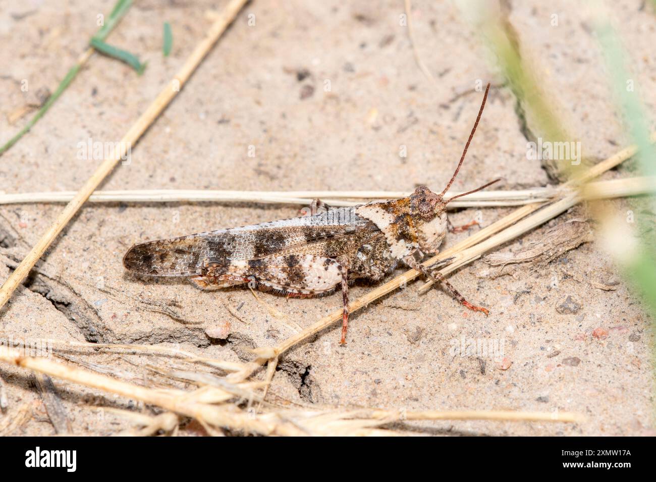 A mottled sand grasshopper (Spharagemon collare) rests on sandy soil in ...