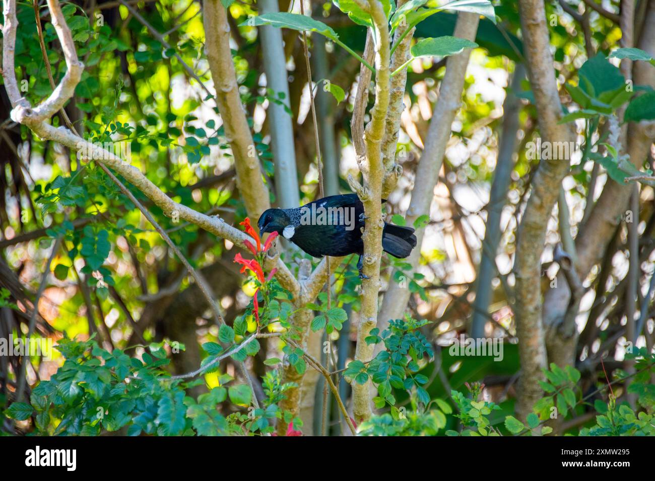 Tui Bird - New Zealand Stock Photo - Alamy