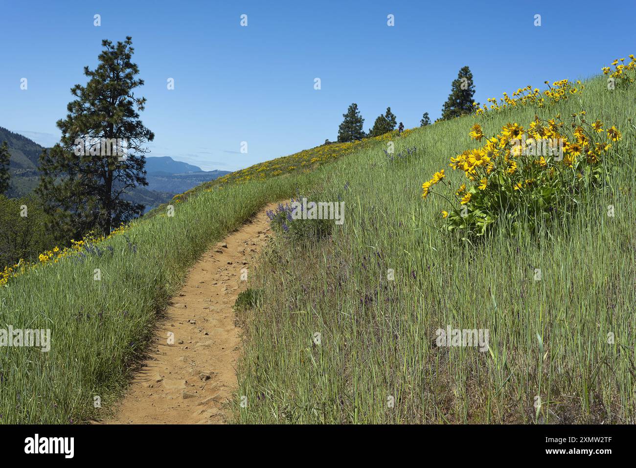Hiking trail to Mosier Plateau during the springtime wildflower bloom ...