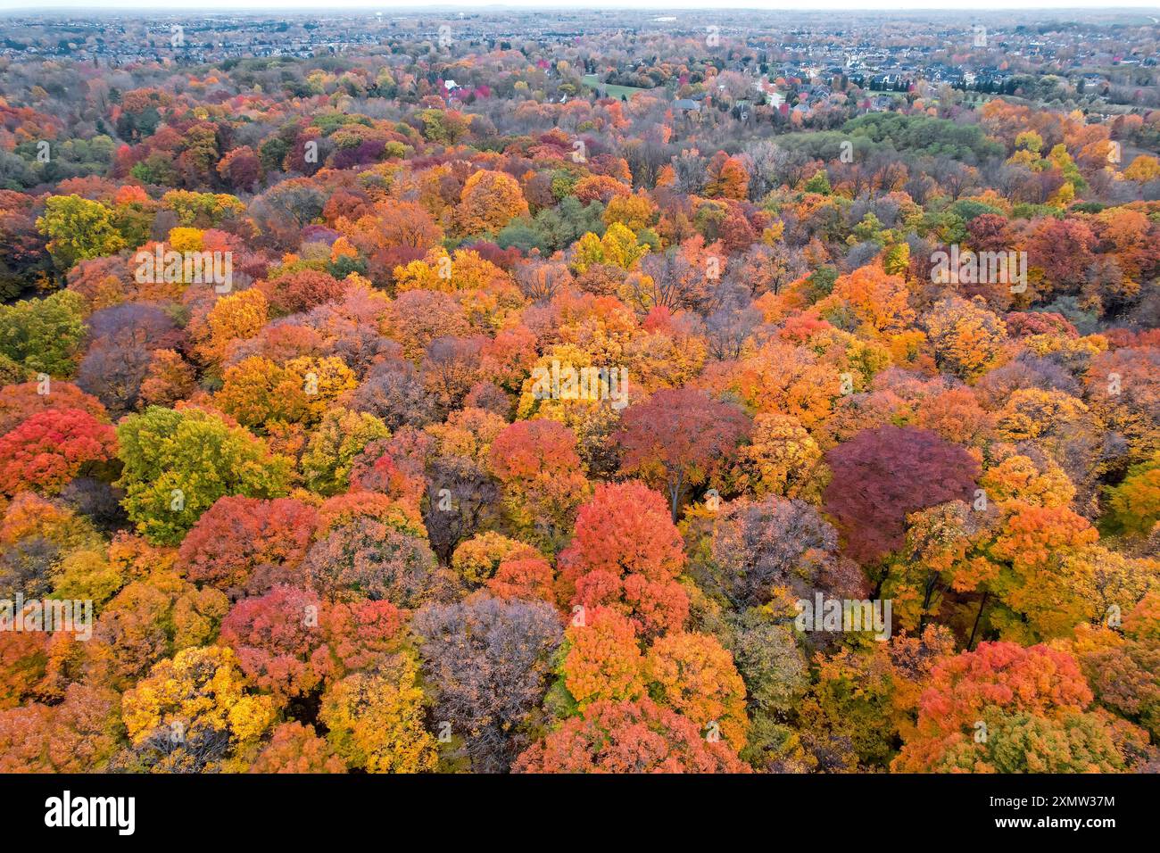 Aerial view of carpet of trees in autumn time, Maybury state park, Michigan Stock Photo - Alamy